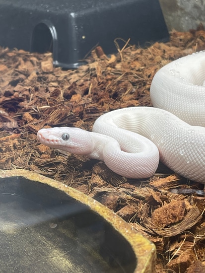 BEL Ball Python by B&B Snakes