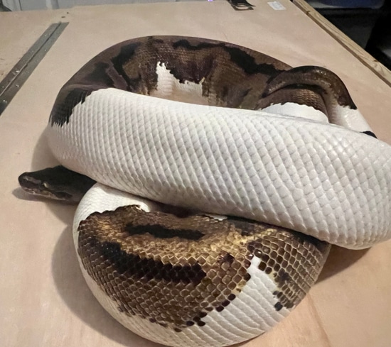 Huge, Giant, Big, Pied Female - One Of A Kind Ball Python by Briscoe007