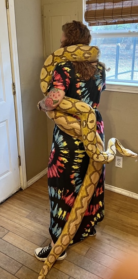 0.1 '19 Retic Orange Glow Sunfire - Super Tame And Ready (In Shed In ...