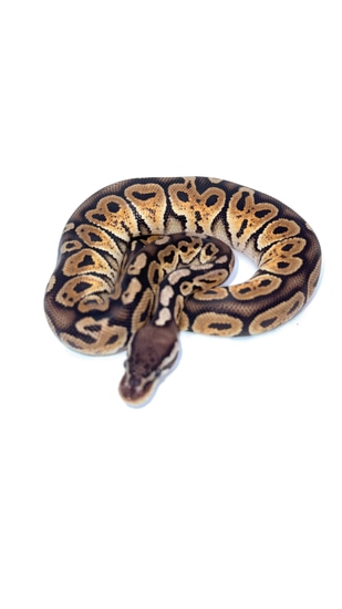 Pastel Huffman Ball Python by Briscoe Exotic Ballz