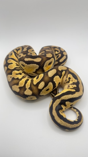 Pastel Russo Het Pied Ball Python by Briscoe Exotic Ballz