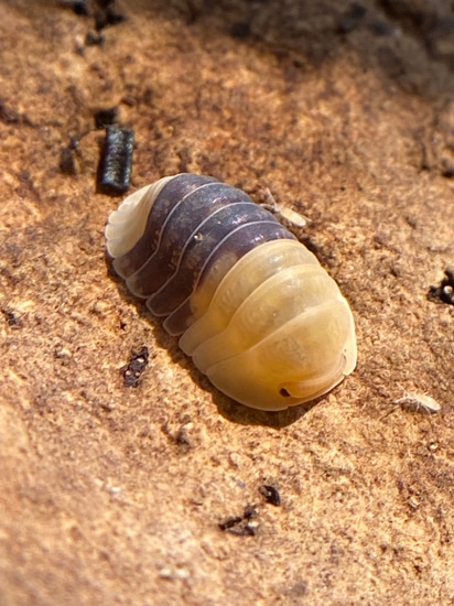 10 Cubaris “Rubber Bee Isopod by Brisopods