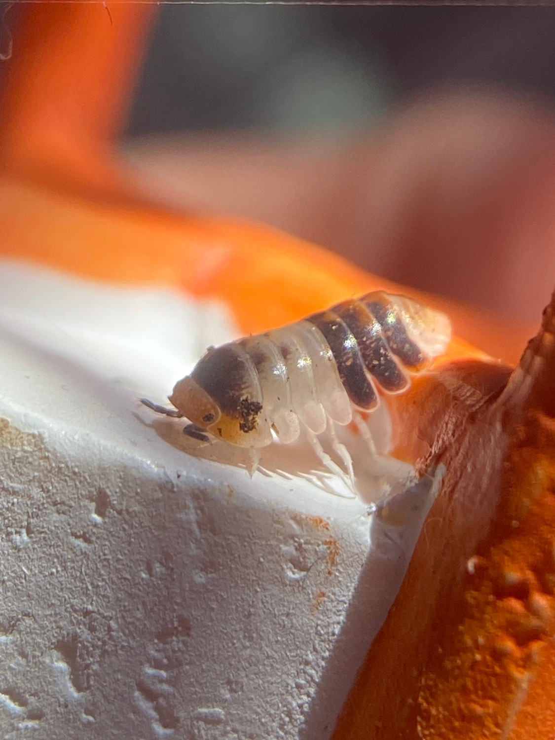 10c Cubaris “White Shark Isopod by Brisopods - MorphMarket