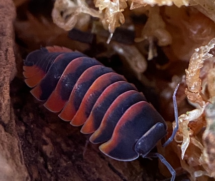 10c A.Maculatum “Yellow Zebra Isopod by Brisopods - MorphMarket