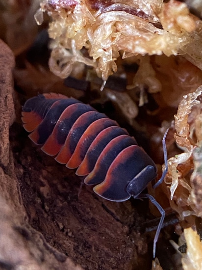 5c Merulanella “Red Ember Bee Isopod by Brisopods