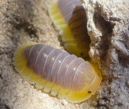 10c Troglodillo “Soil Isopod by Brisopods - MorphMarket
