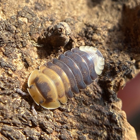 10c Cubaris “Emperor Bee Isopod by Brisopods