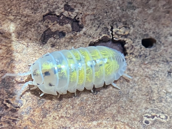 10c A.Vulgare “Magic Potion” (Japanese Line) Isopod by Brisopods