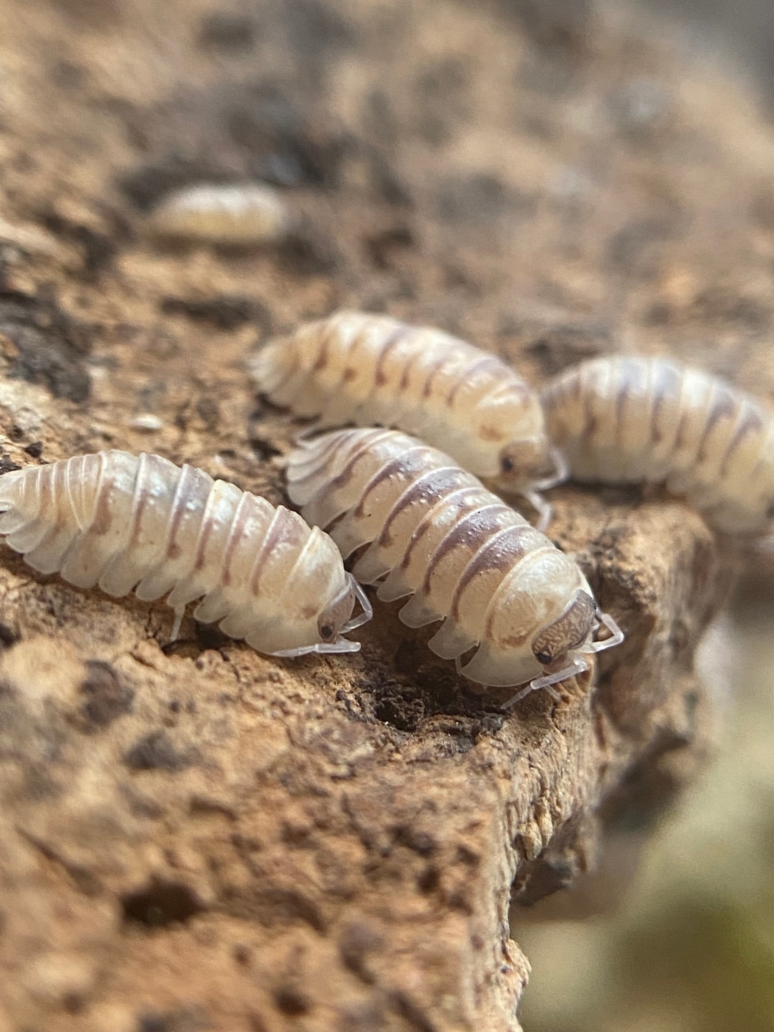 10c A.Espanyoli “Marbleized Isopod by Brisopods - MorphMarket