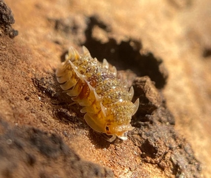 10c Porcellio “Werneri Isopod by Brisopods - MorphMarket