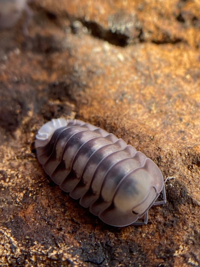 5c Cubaris "White Tiger Isopod by Brisopods