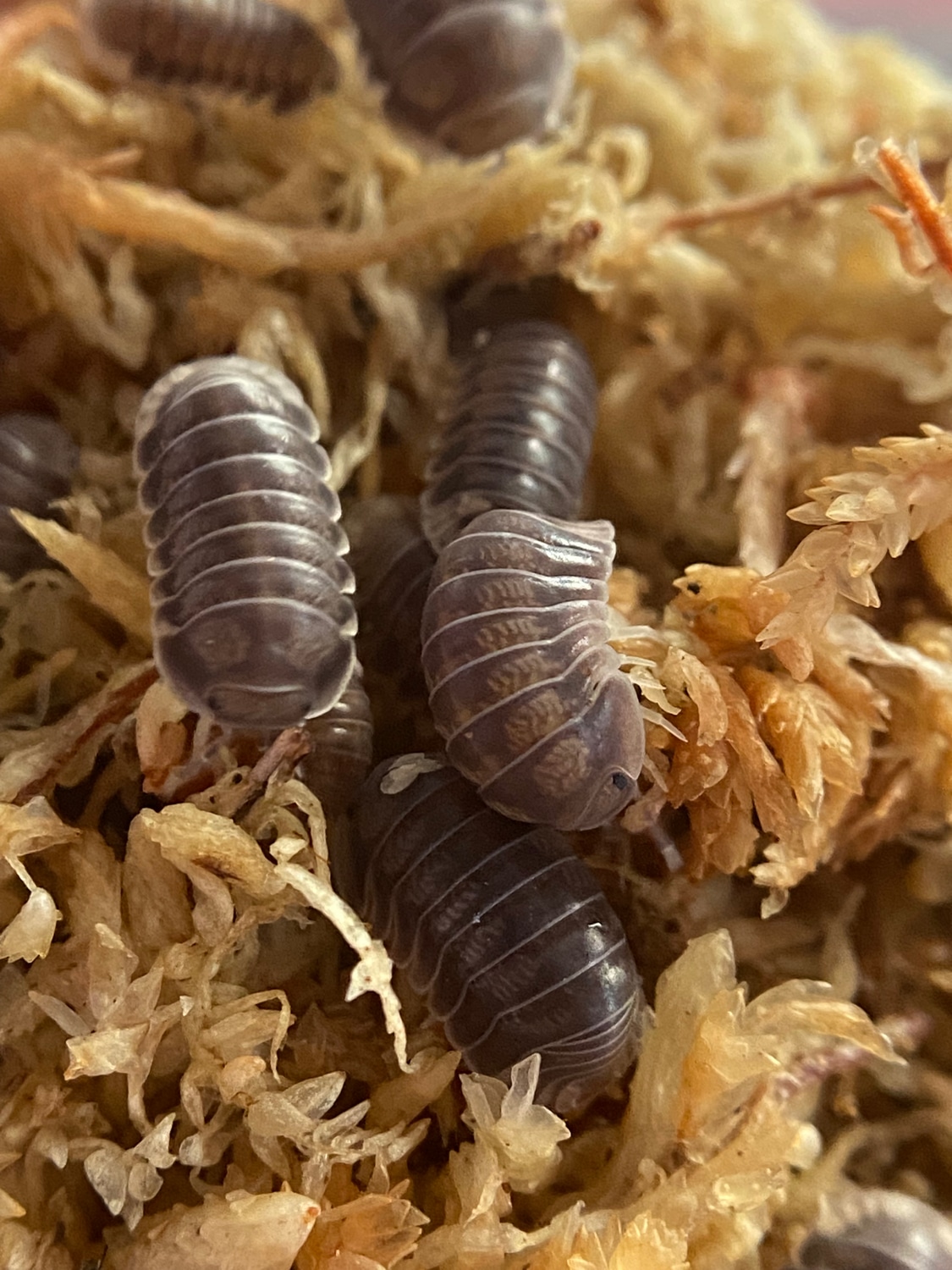 10c Cubaris “Penguin Isopod by Brisopods - MorphMarket
