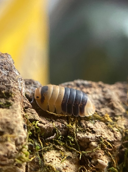 10c Cubaris “Bumblebee Isopod by Brisopods