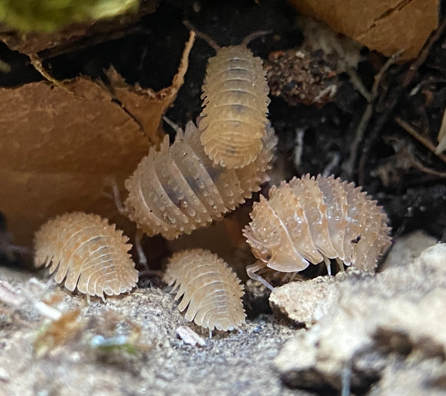 10c Cristarmadillidium Muricatum “Pineapple Isopod by Brisopods ...