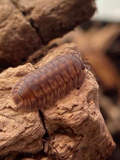 10c Cubaris “Red Tiger Isopod by Brisopods