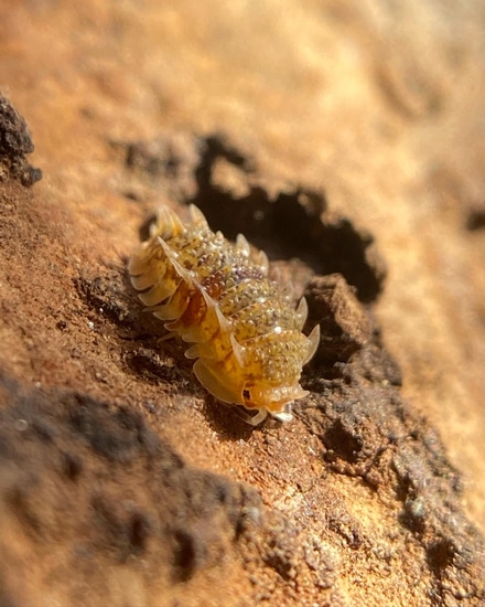 3c “Cuban Spiky Isopod by Brisopods