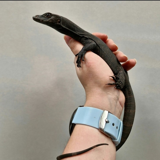 Black Dragon Asian Water Monitor by Bristol Reptile Emporium