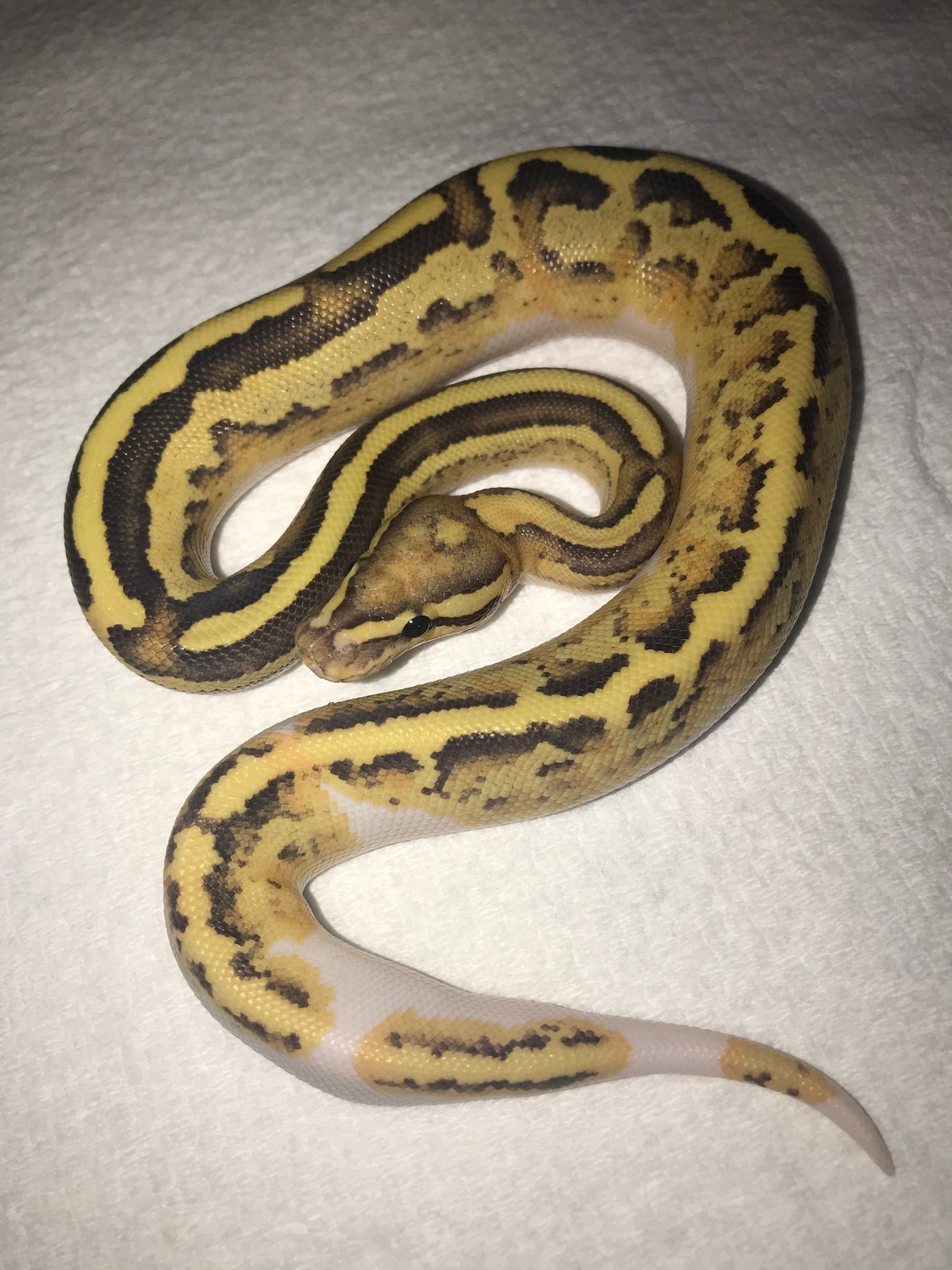 Fire Disco Ball Python by Twizted_Tile_Exotics - MorphMarket