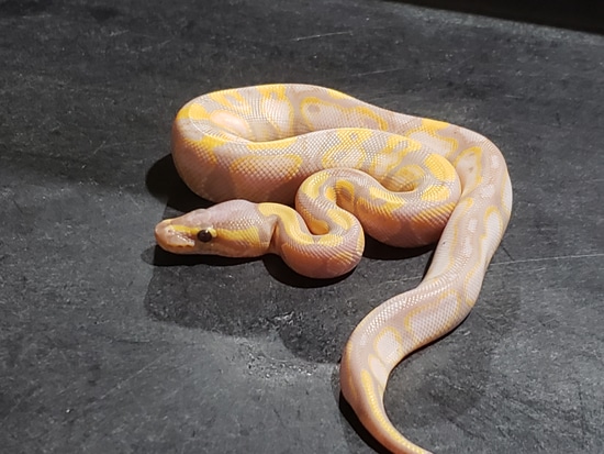 Banana Calico Ball Python by Charm City Morphs