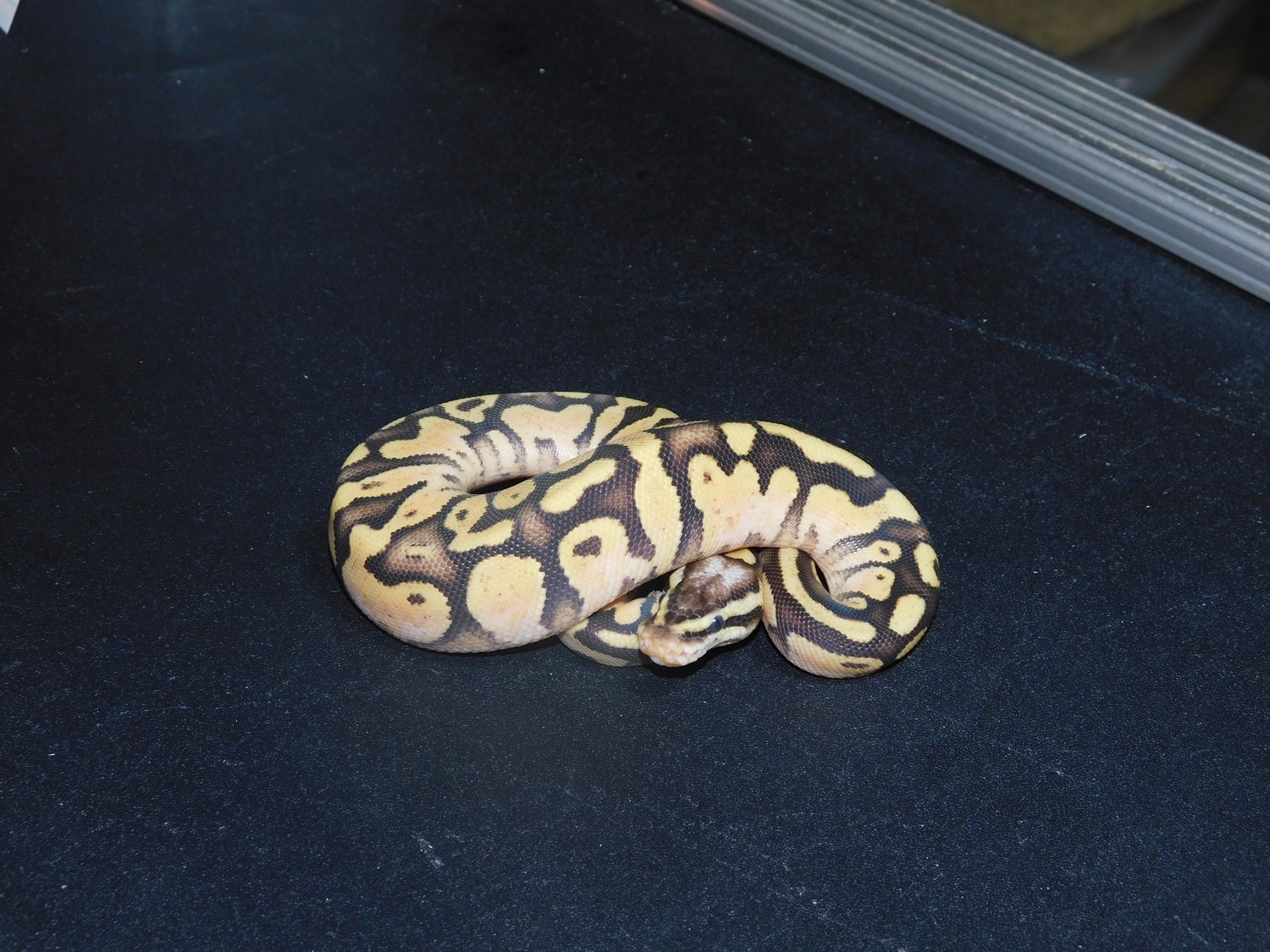 Calico Firefly Ball Python by Charm City Morphs - MorphMarket
