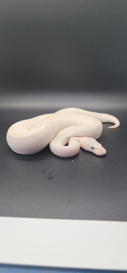 Blue Eyed Lucy Ball Python by Charm City Morphs