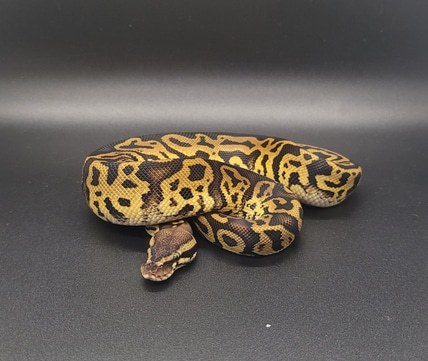 Pastel Leopard Pos Super Leopard Ball Python by Charm City Morphs ...