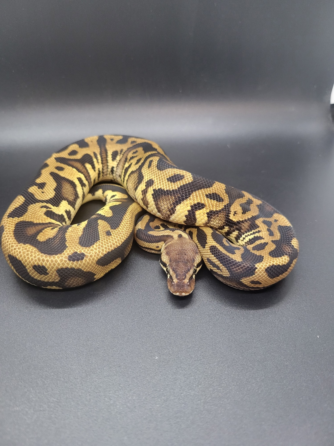 Pastel Leopard Pos Super Leopard Ball Python by Charm City Morphs ...