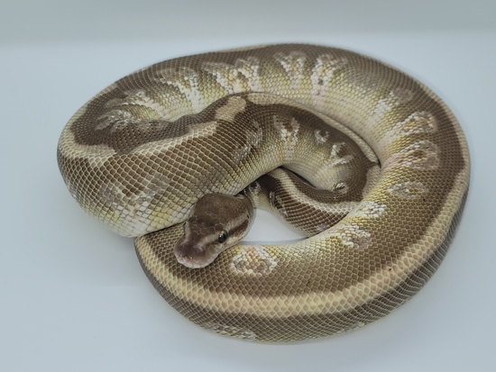 Soul Sucker Ball Python by Charm City Morphs