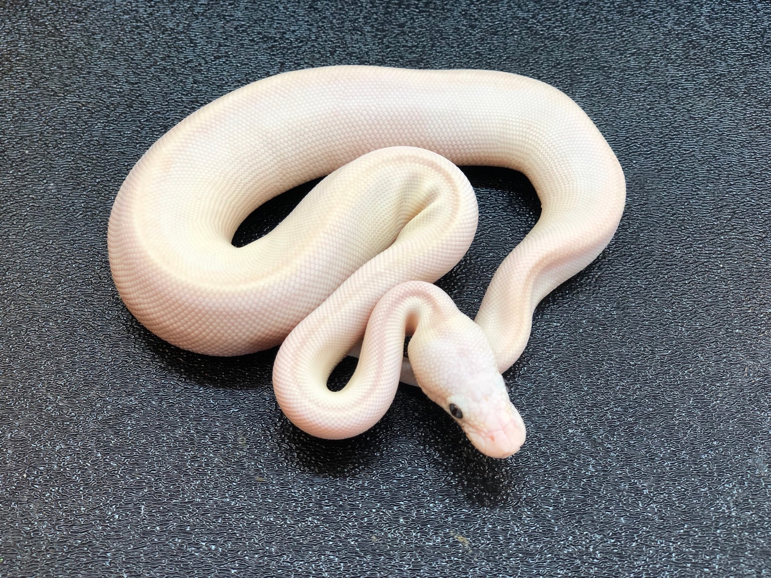 Honey Lesser Ball Python by Southern Roots Pythons - MorphMarket