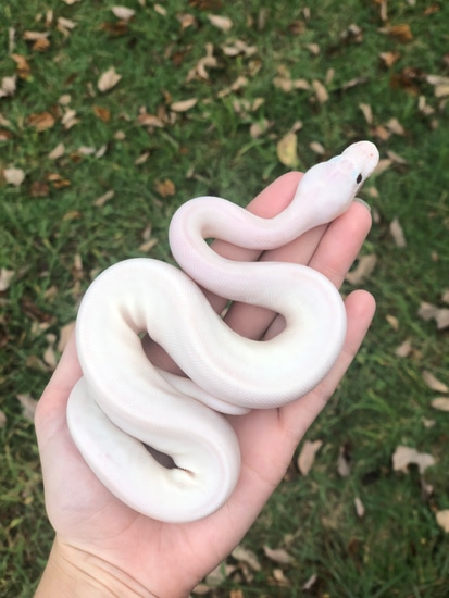 Banana Cinnamon Ivory Ball Python by Southern Roots Pythons