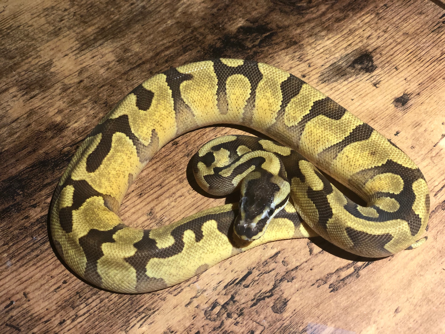 Enchi Yellowbelly Mocha Ball Python by Southern Roots Pythons - MorphMarket