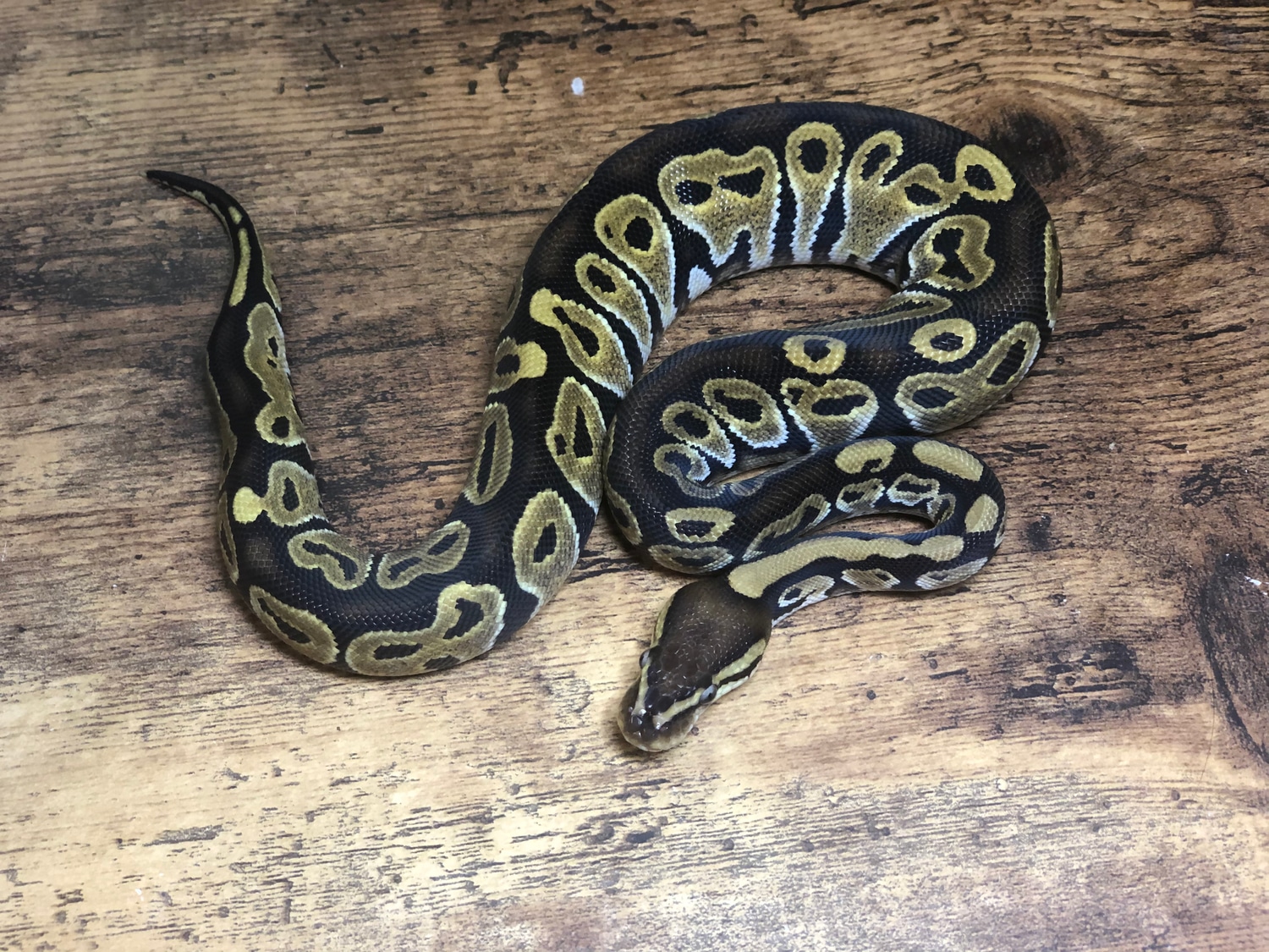 Honey Ball Python by Southern Roots Pythons - MorphMarket