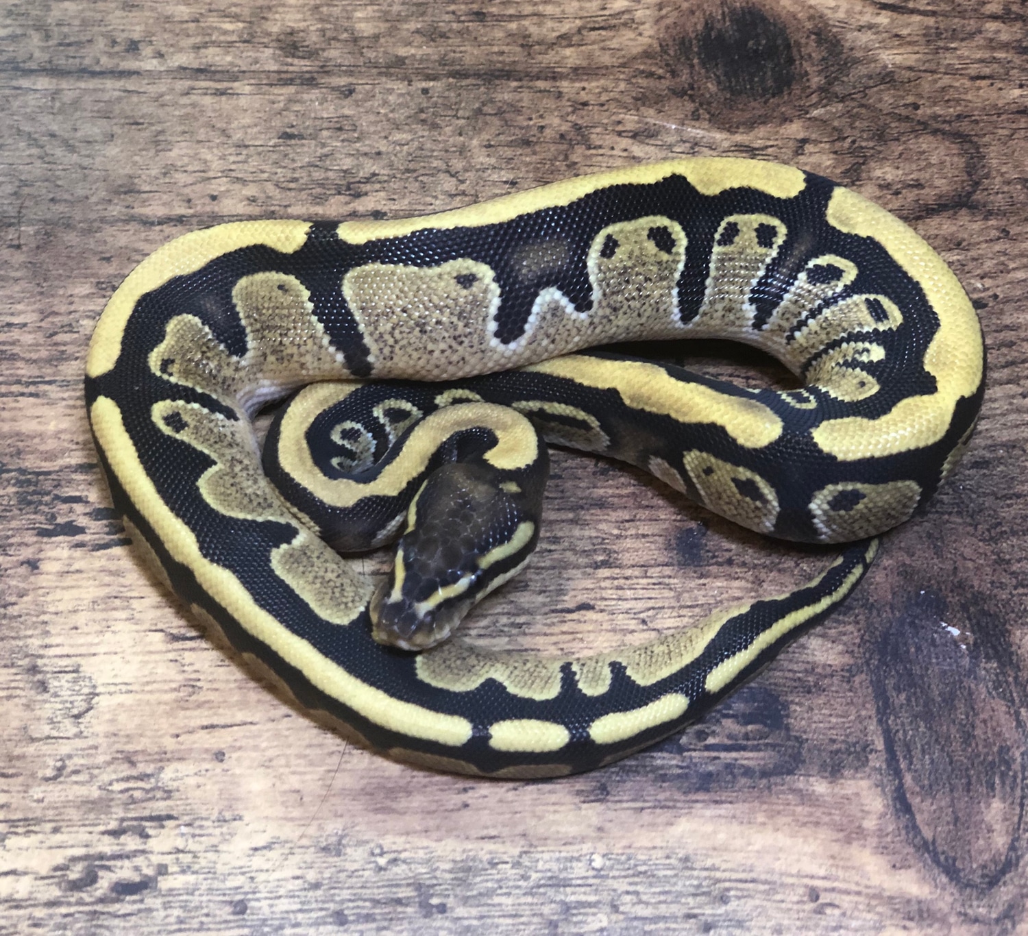 Fire Ball Python by Southern Roots Pythons - MorphMarket