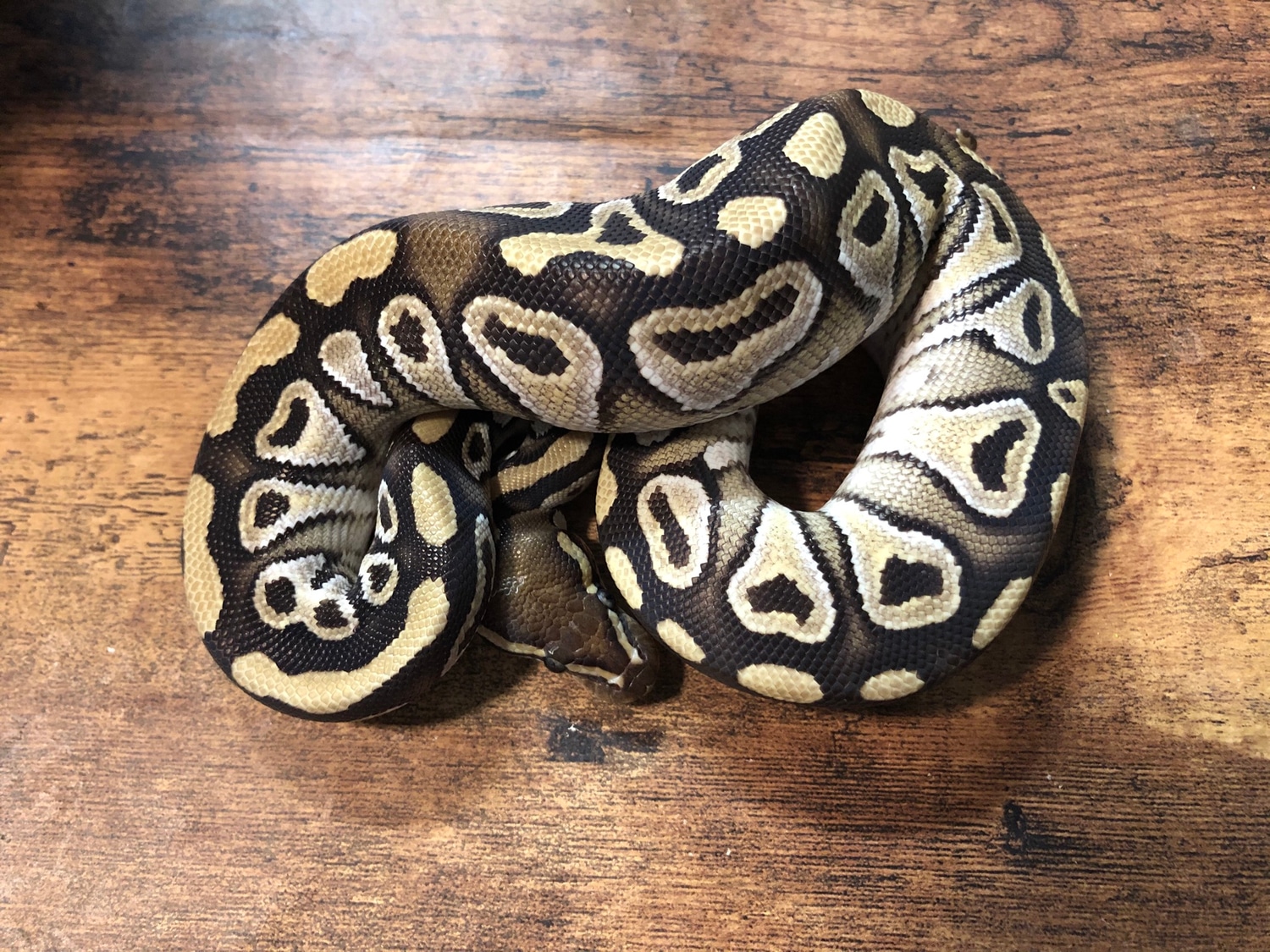 Pastave Ball Python by Southern Roots Pythons - MorphMarket