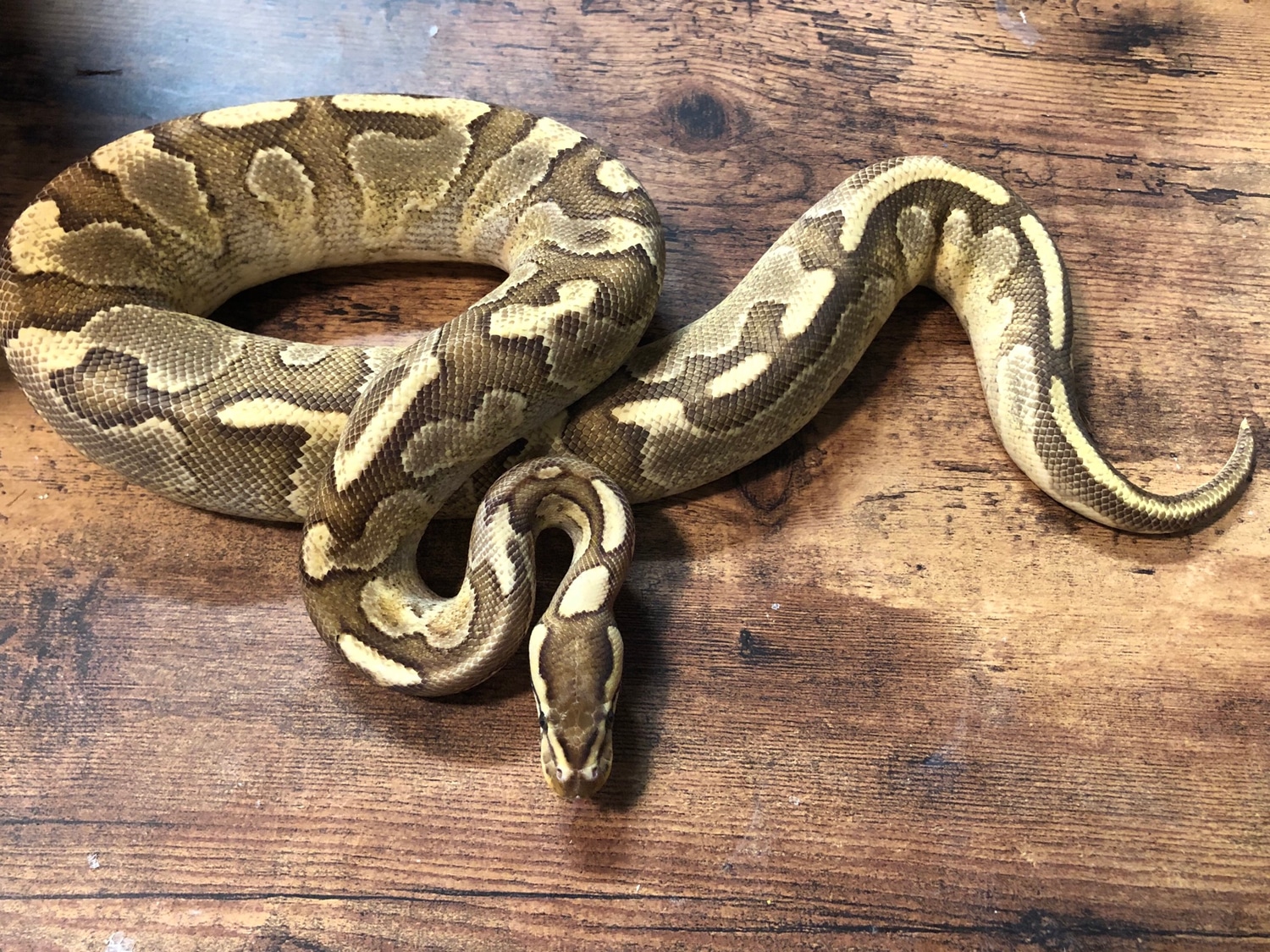 Enchi Yellowbelly Fire Ball Python by Southern Roots Pythons - MorphMarket