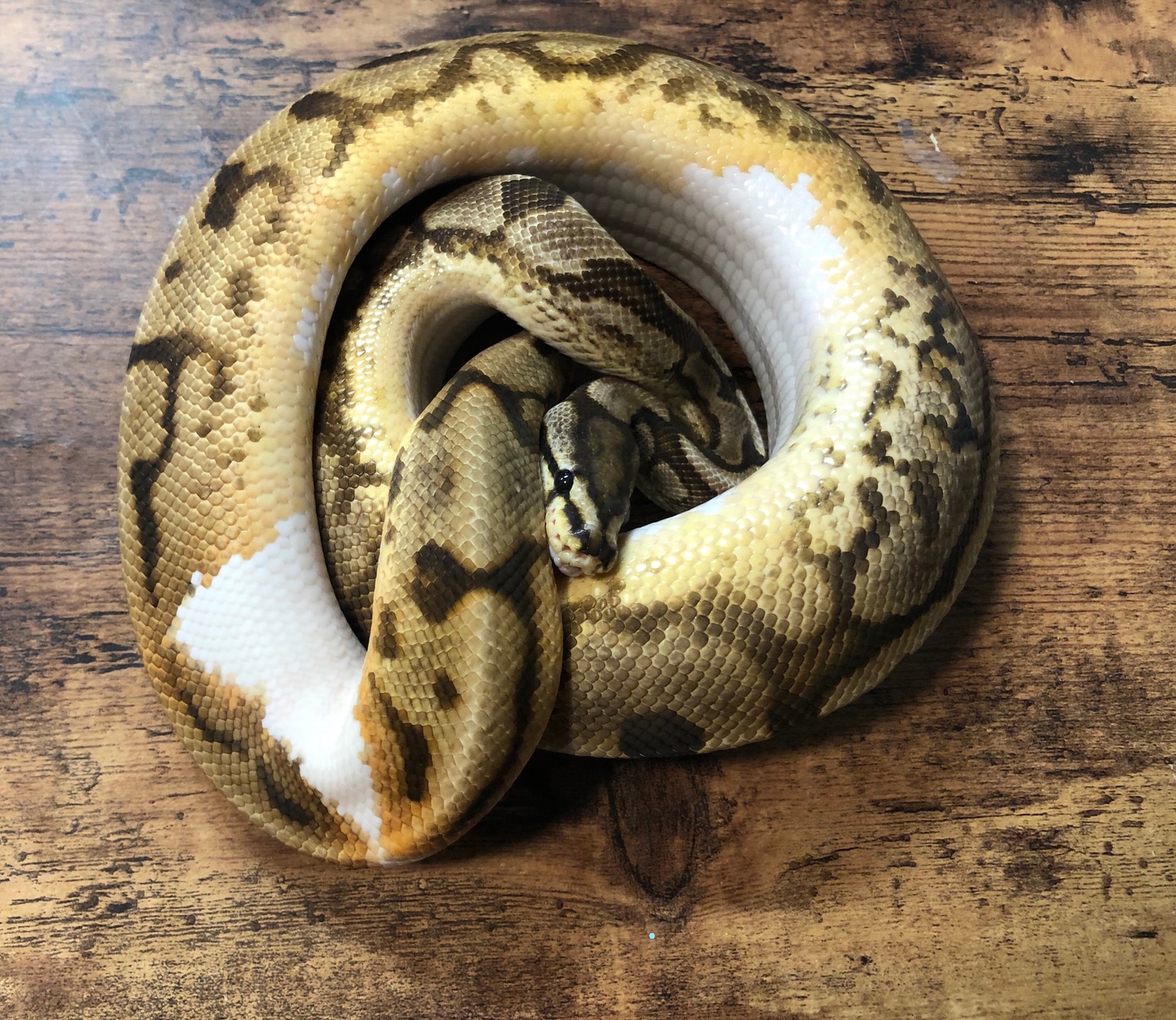 Cinnamon Spider Yellowbelly Het Pied Het Hypo Ball Python by Southern ...