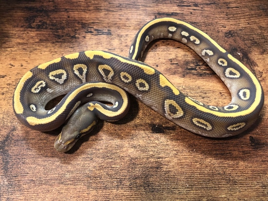 Hypo Mojave Yellowbelly Het Pied Ball Python by Southern Roots Pythons
