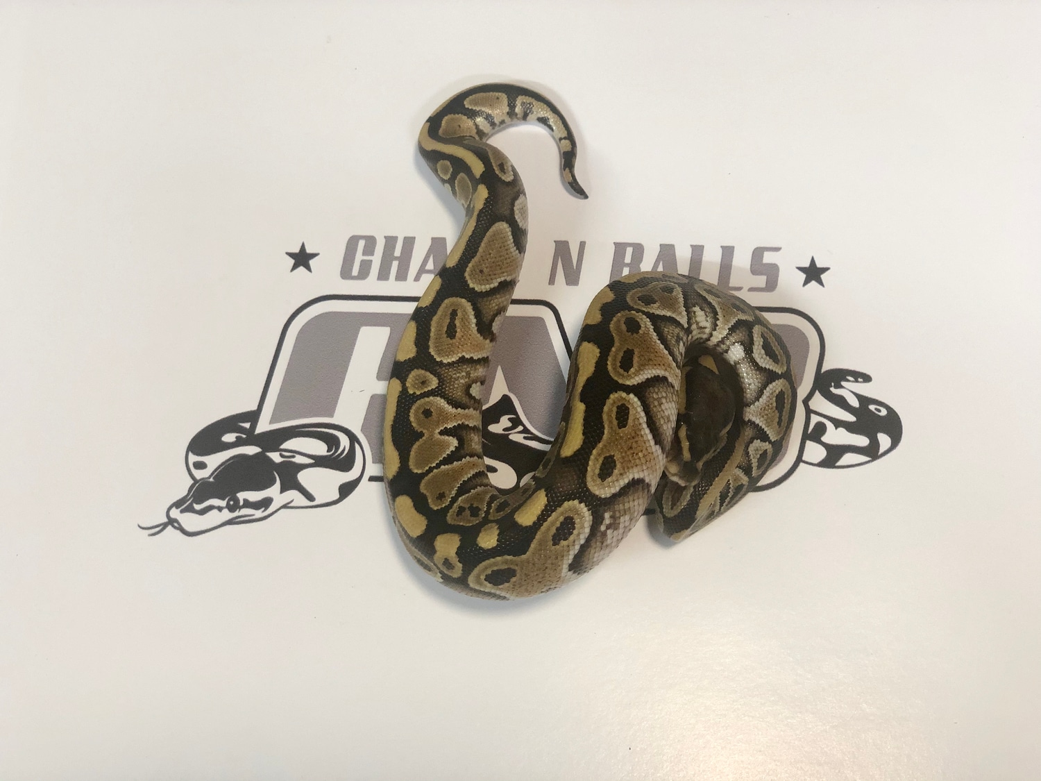 Honey Ball Python by Southern Roots Pythons - MorphMarket
