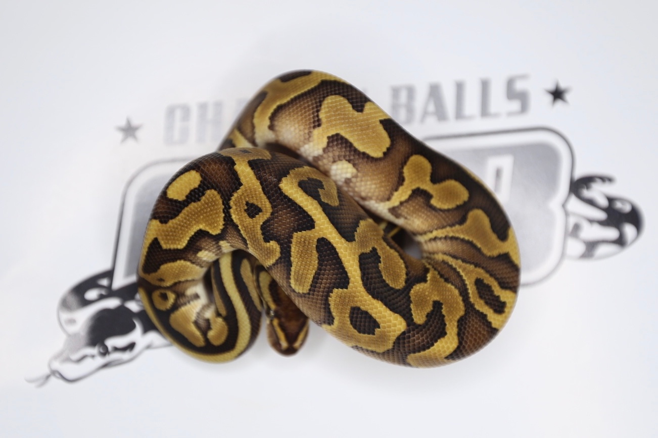 Lesser Leopard Het Clown Poss Yellowbelly Ball Python by Southern Roots ...