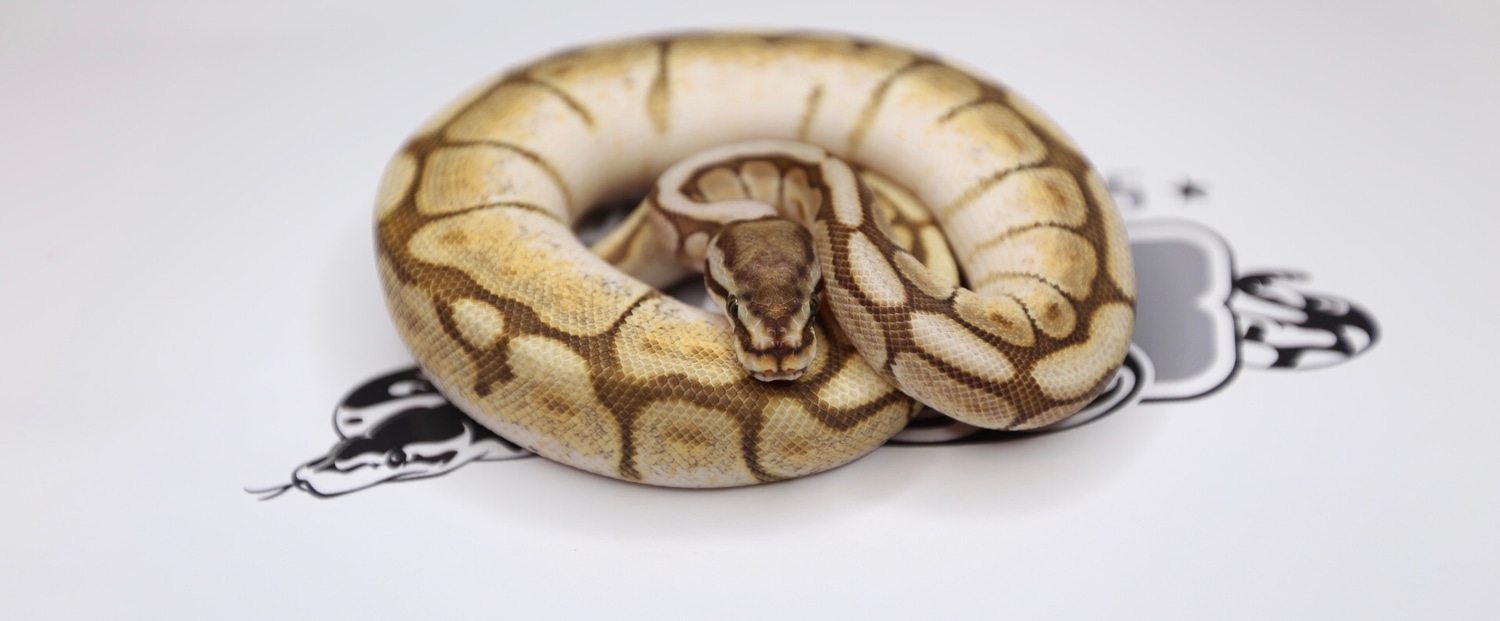 Spider Lesser Het Clown Ball Python by Southern Roots Pythons - MorphMarket