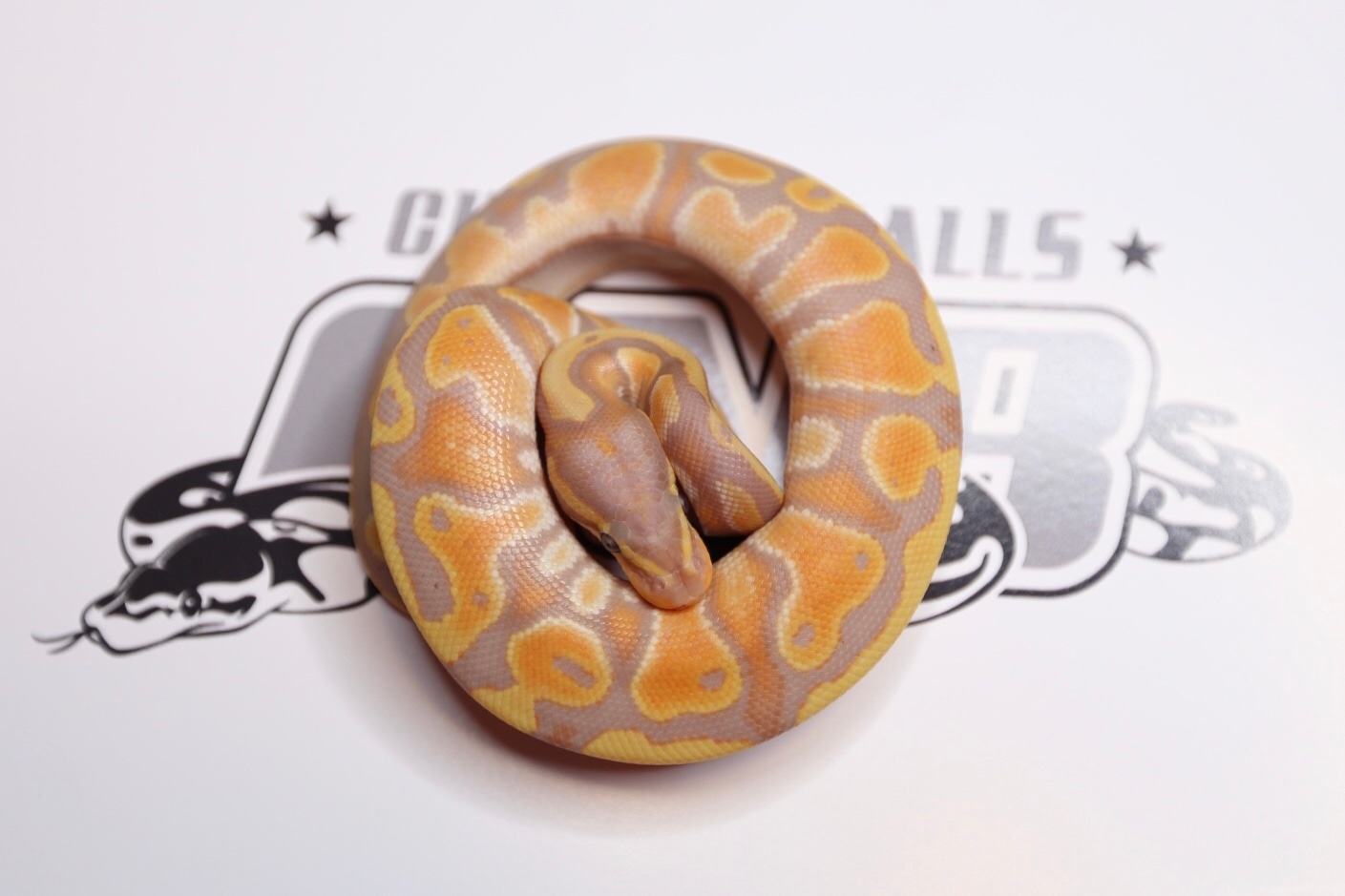 Banana Mocha Yellowbelly Ball Python by Southern Roots Pythons ...
