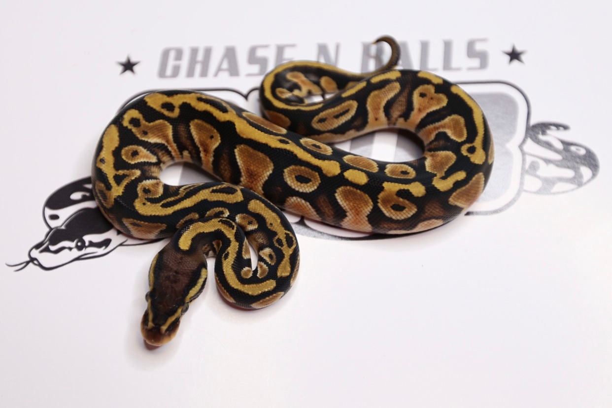 Pastel Mocha Ball Python by Southern Roots Pythons - MorphMarket