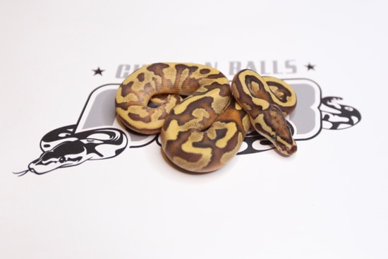 Lucifer Enchi Yellowbelly Het Pied Ball Python by Southern Roots Pythons