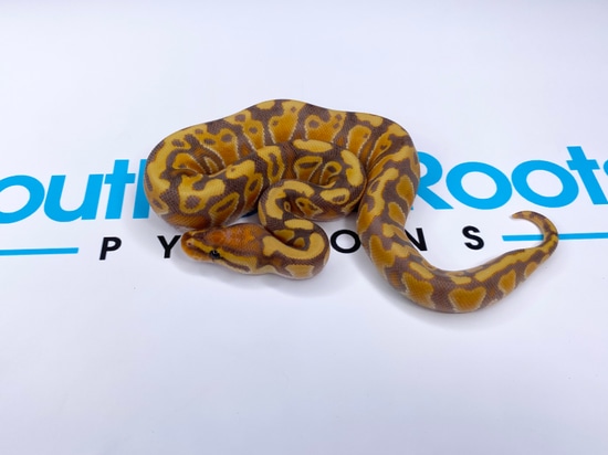 Banana Special Yellowbelly Het Clown Ball Python by Southern Roots Pythons