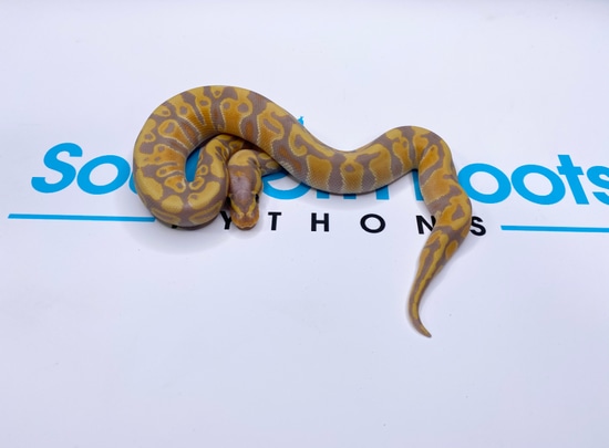 Banana Yellowbelly Pastel Het Clown Ball Python by Southern Roots Pythons