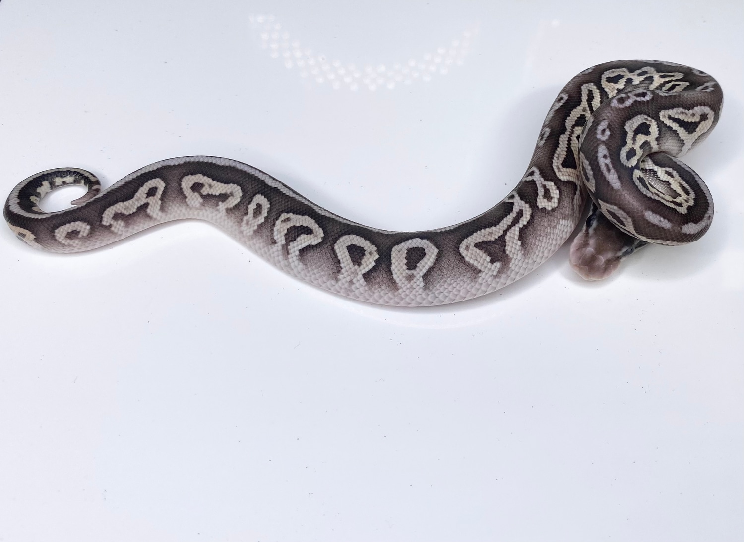 Black Pewter Mojave Het Hypo Ball Python by Southern Roots Pythons - MorphMarket