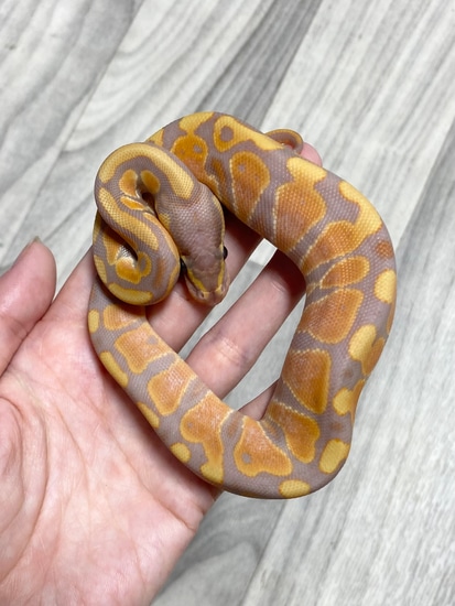 Banana Yellowbelly Ball Python by Southern Roots Pythons