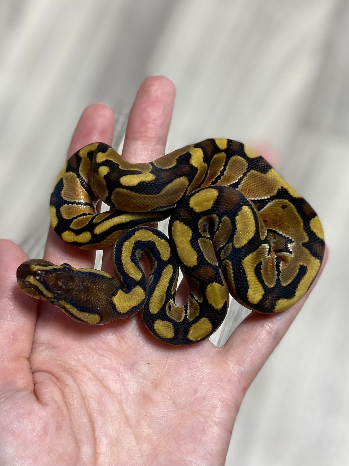 Mocha Enchi Yellowbelly Ball Python by Southern Roots Pythons - MorphMarket