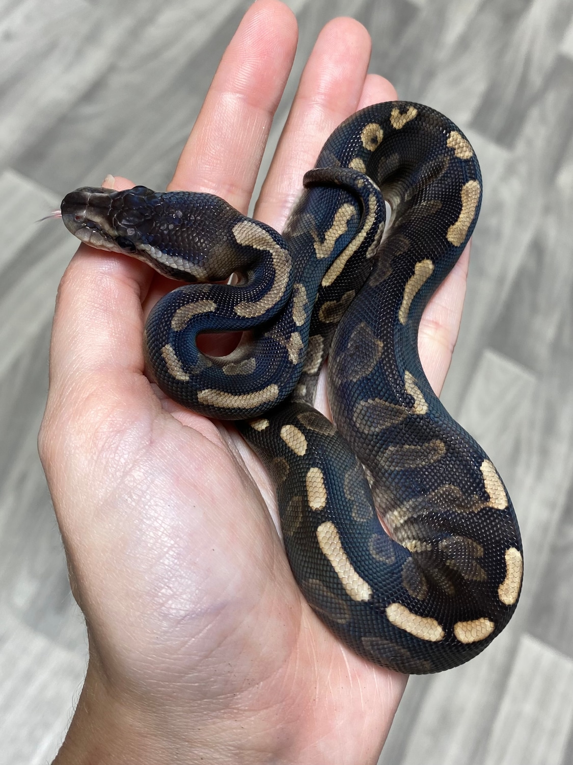 Cinnamon GHI Ball Python by Southern Roots Pythons - MorphMarket