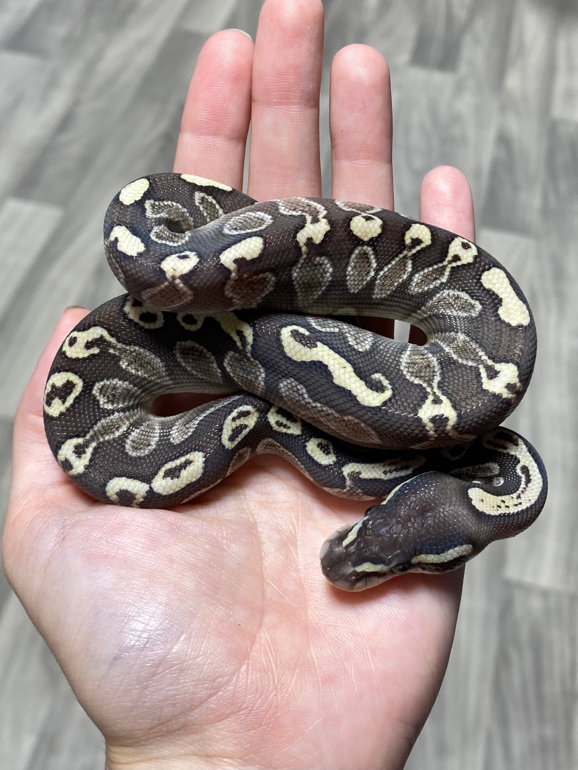 GHI Butter Ball Python by Southern Roots Pythons - MorphMarket
